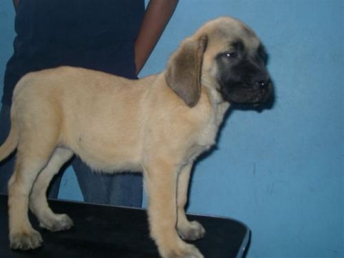 Royal blood mastiffs en Oaxaca - Animales / Mascotas | 12483