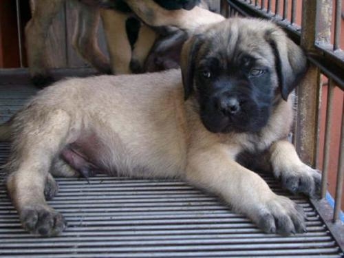 Royal blood mastiffs en Oaxaca - Animales / Mascotas | 12483