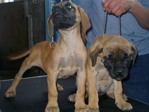 Royal blood mastiffs en Oaxaca - Animales / Mascotas | 12483