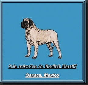Royal blood mastiffs en Oaxaca - Animales / Mascotas | 12483