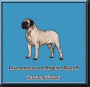Royal blood mastiffs en Oaxaca - Animales / Mascotas | 12483