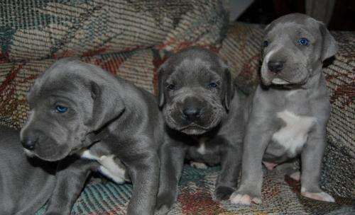 Ultimas cachorras gran danes azules en Puebla - Animales / Mascotas ...