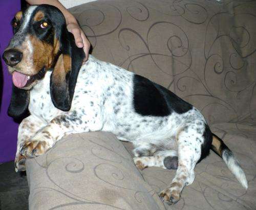 Razas de perro orejones - Imagui