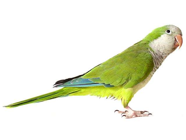 Imagenes de perico - Imagui